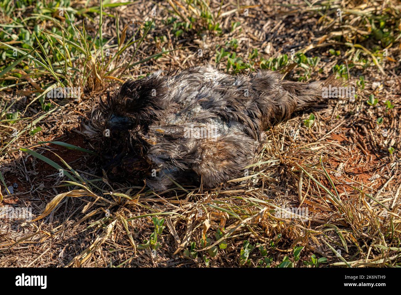 Big black bird hi-res stock photography and images - Alamy