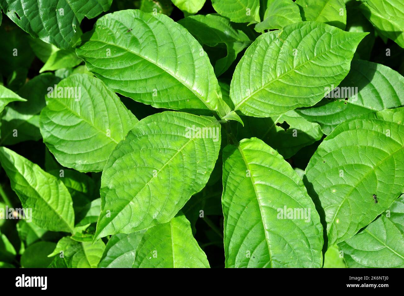 Background and texture of green leaves in the forest Stock Photo - Alamy