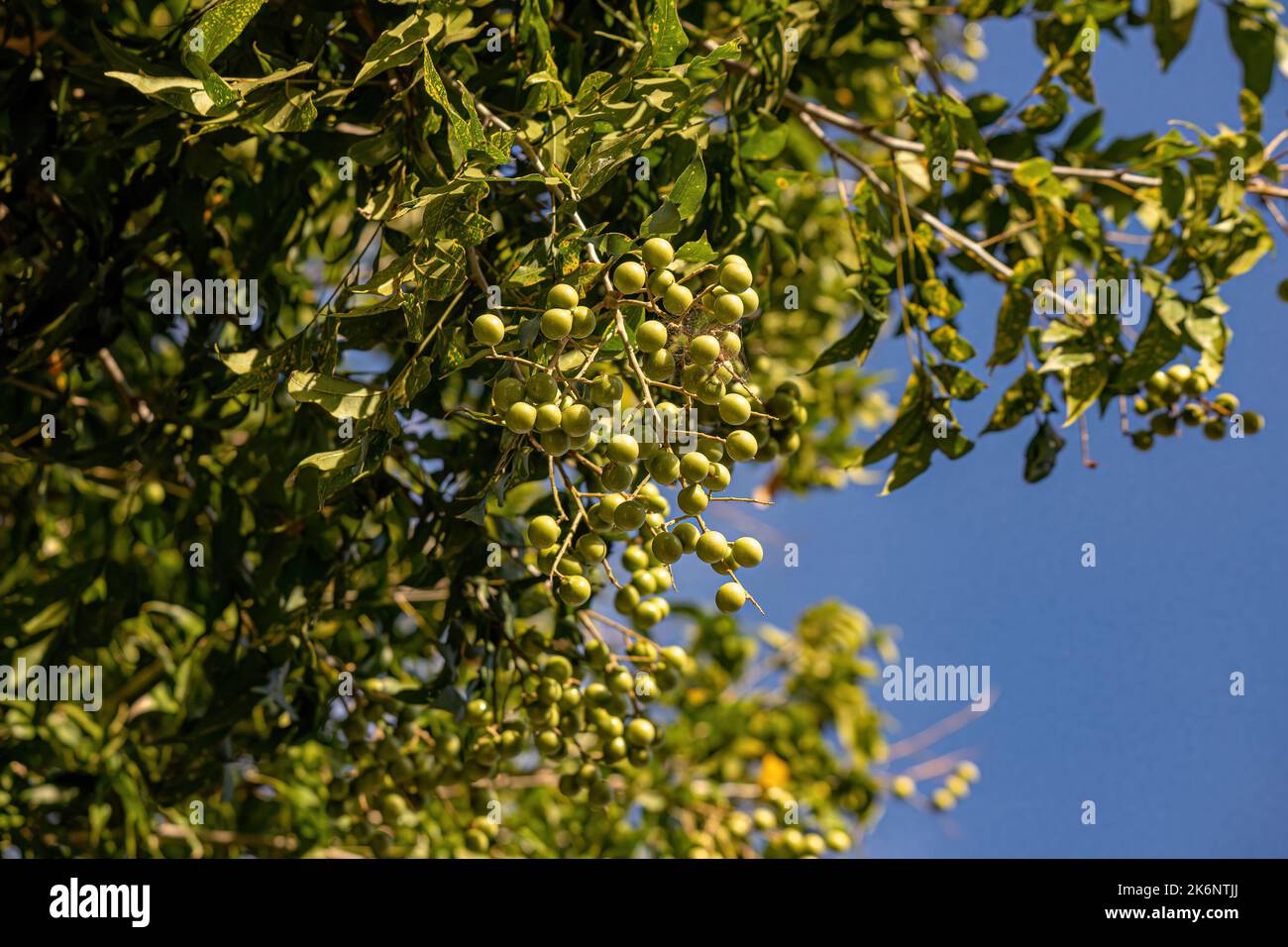 Sapindus species hi-res stock photography and images - Alamy