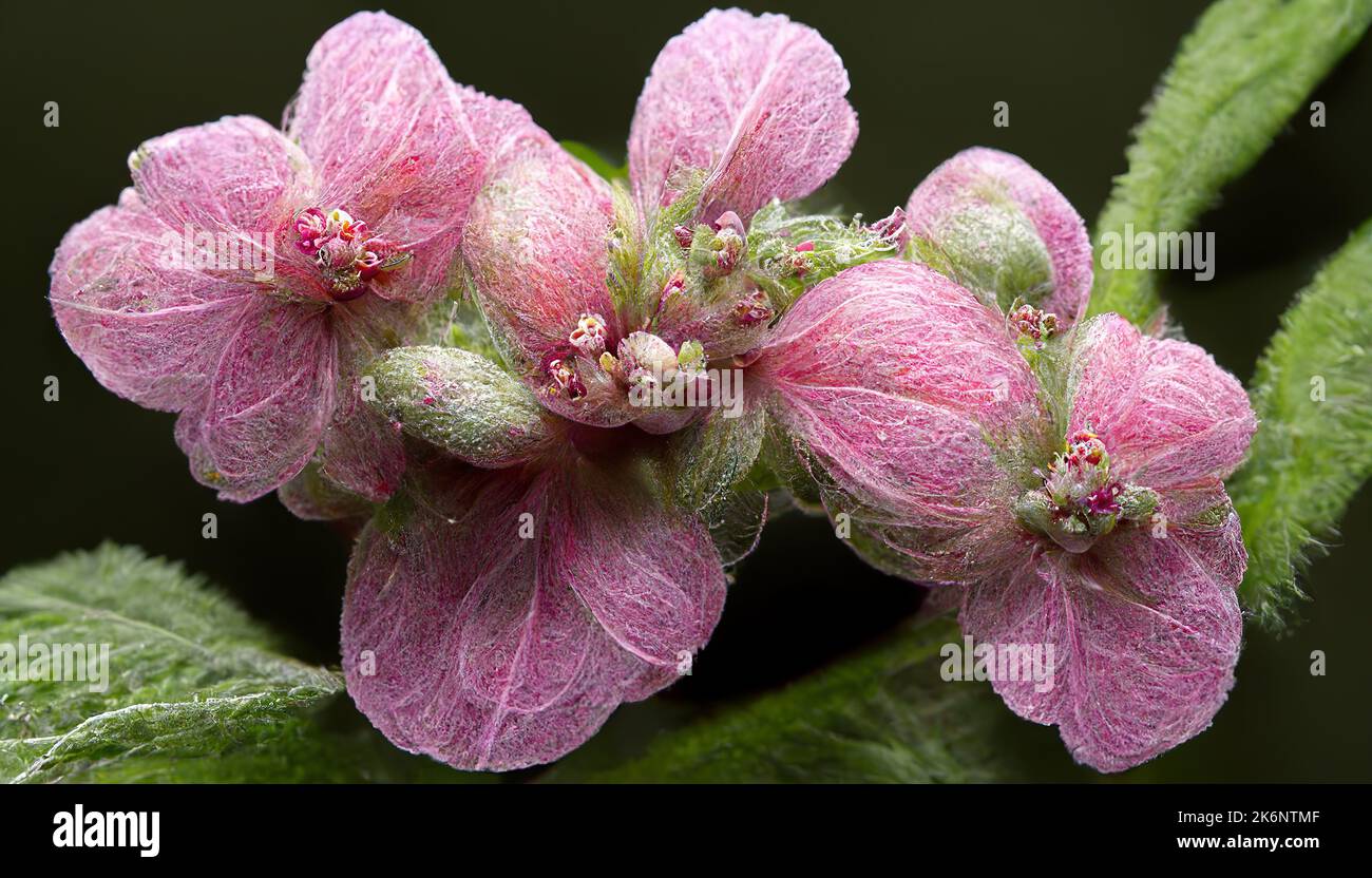 Abstract non existent pink blooming flower illustration.. 3D style ...