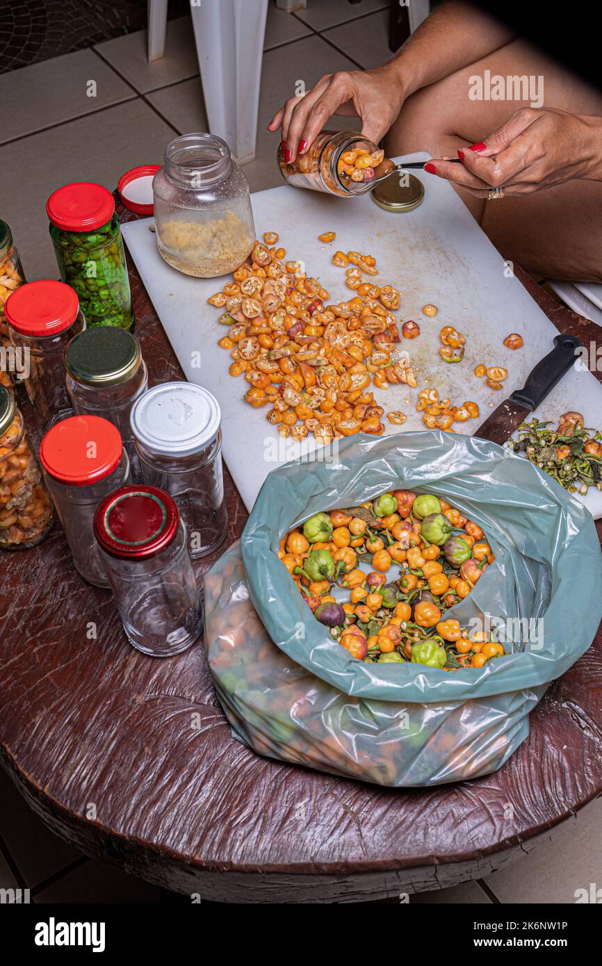 Small yellow peppers fruits being prepared to make preserves Stock ...