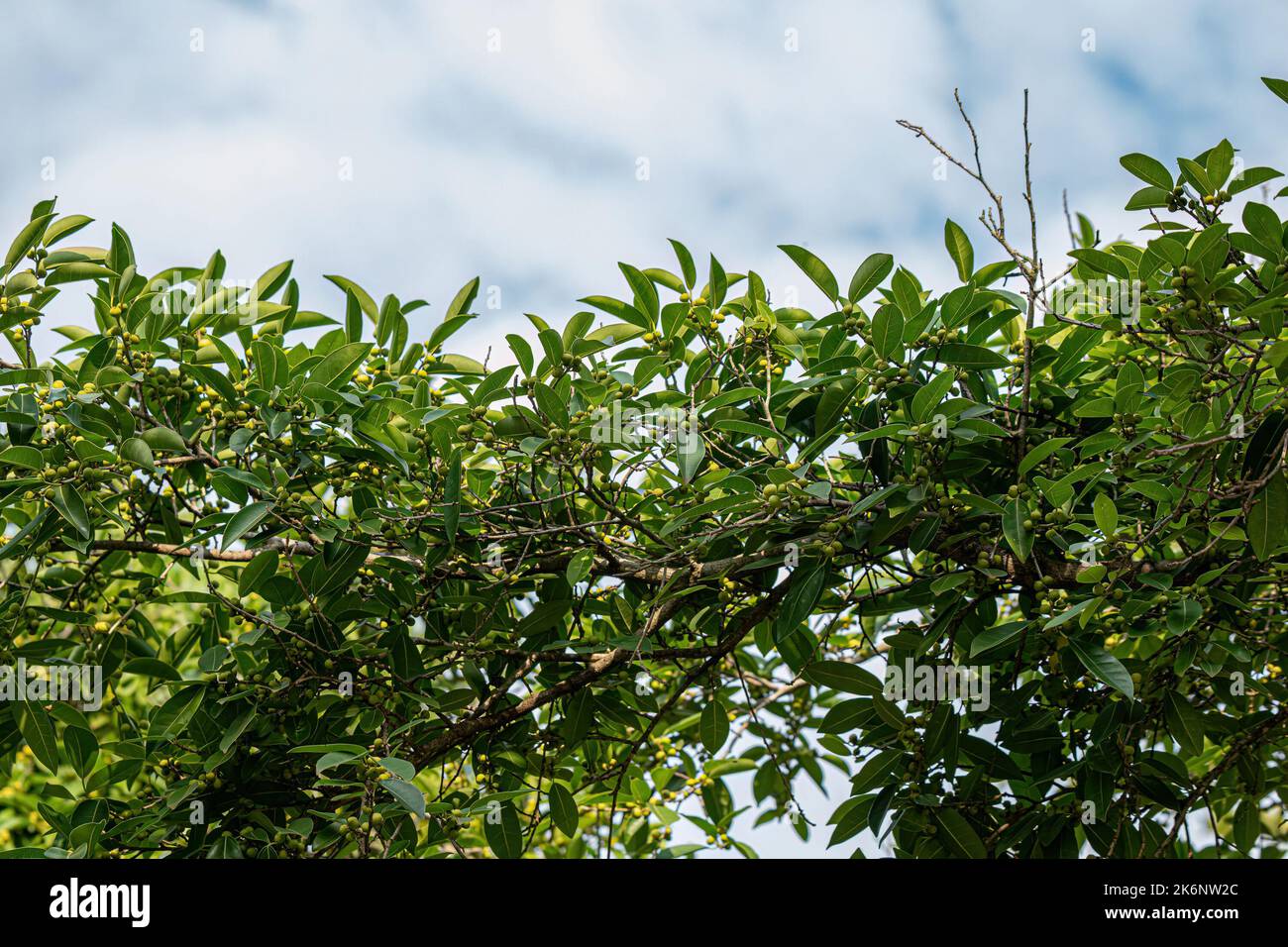 angiosperm fig tree of the genus ficus Stock Photo - Alamy