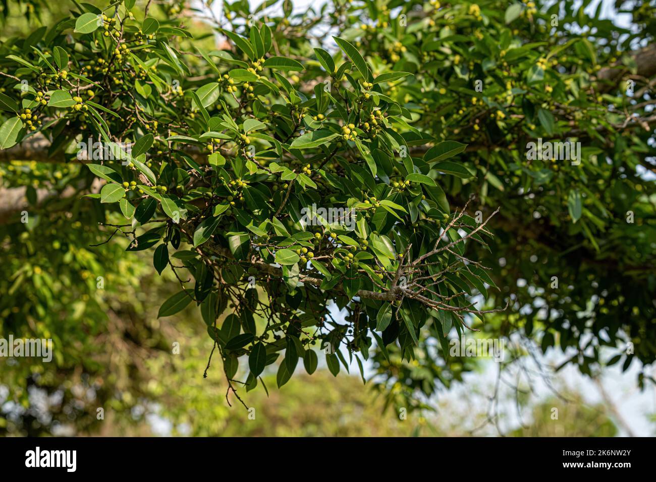 angiosperm fig tree of the genus ficus Stock Photo - Alamy