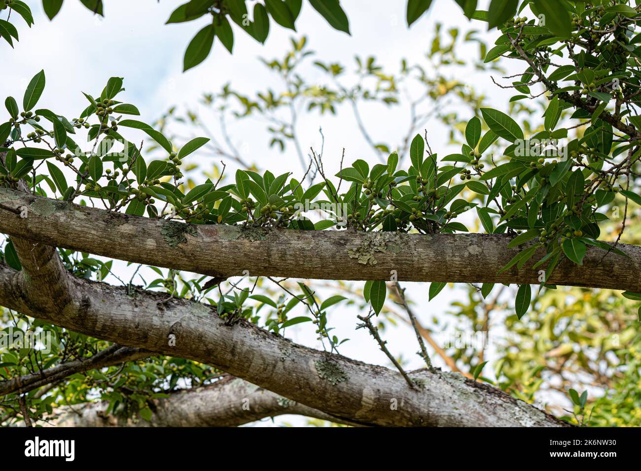 angiosperm fig tree of the genus ficus Stock Photo - Alamy