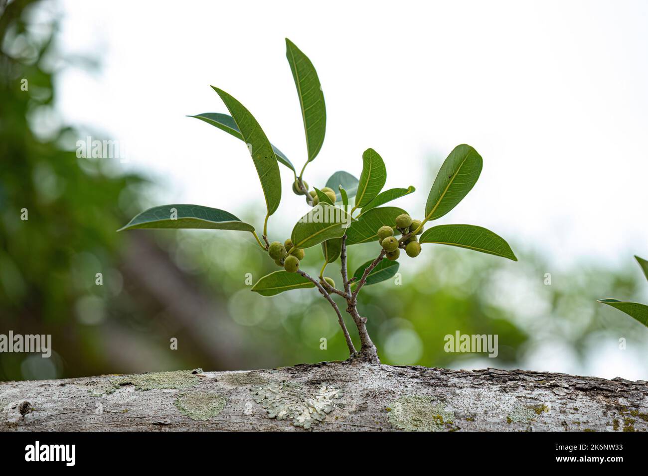 angiosperm fig tree of the genus ficus Stock Photo - Alamy