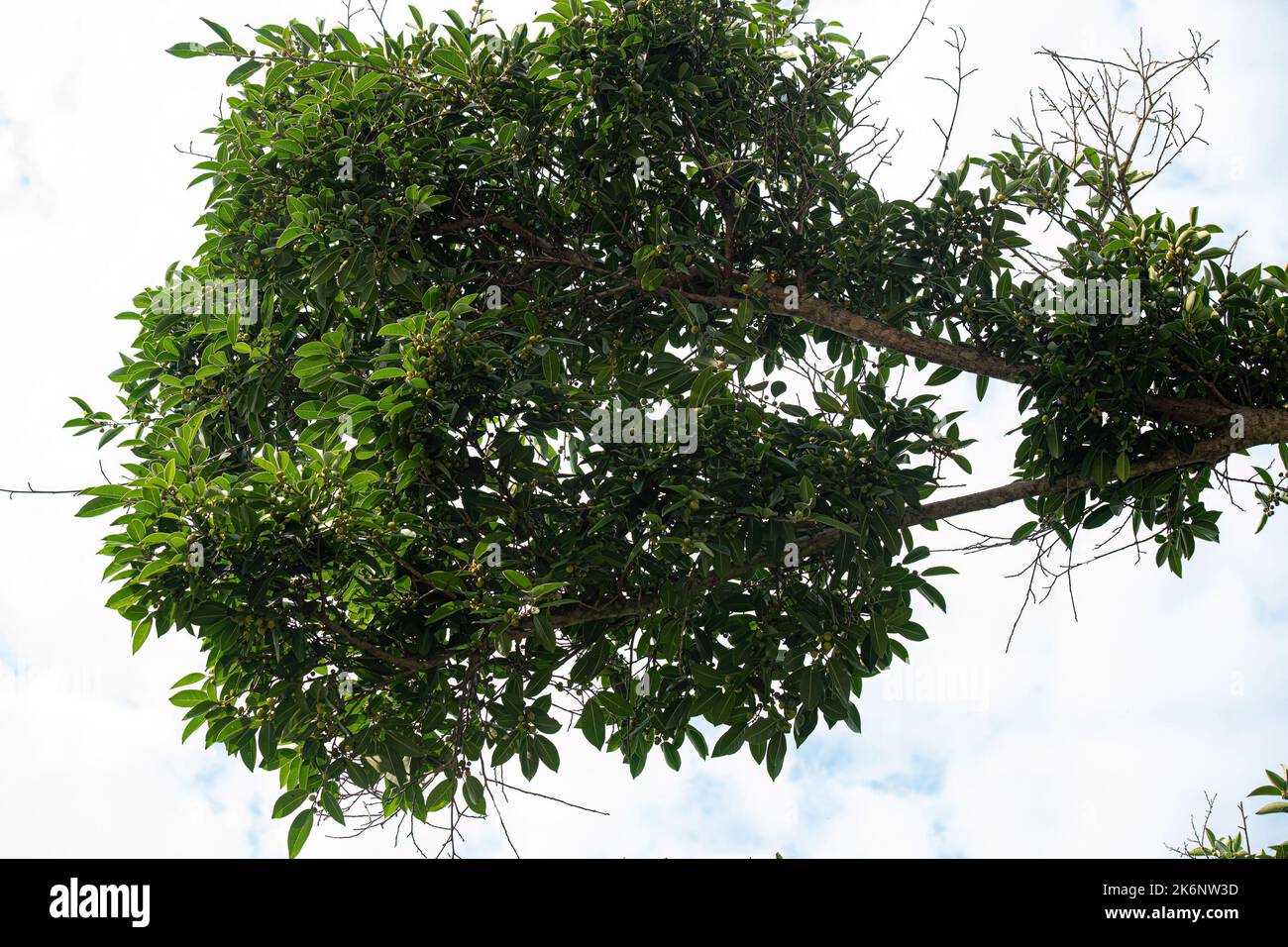 angiosperm fig tree of the genus ficus Stock Photo - Alamy