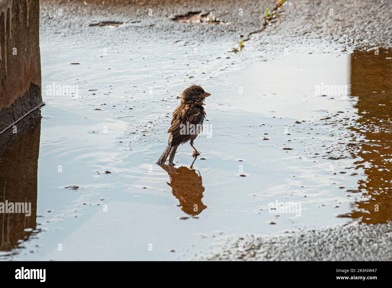Adult Male House Sparrow Bird of the species Passer domesticus Stock ...
