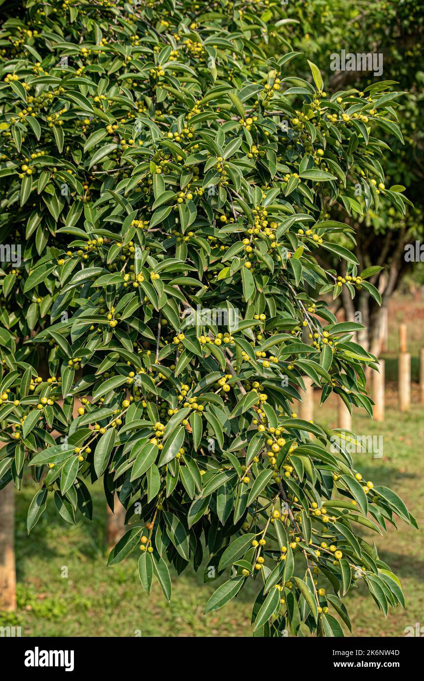 angiosperm fig tree of the genus ficus Stock Photo - Alamy