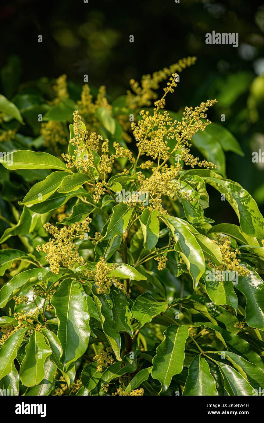 Small flowering branches of the mango fruit tree in closeup Stock Photo ...