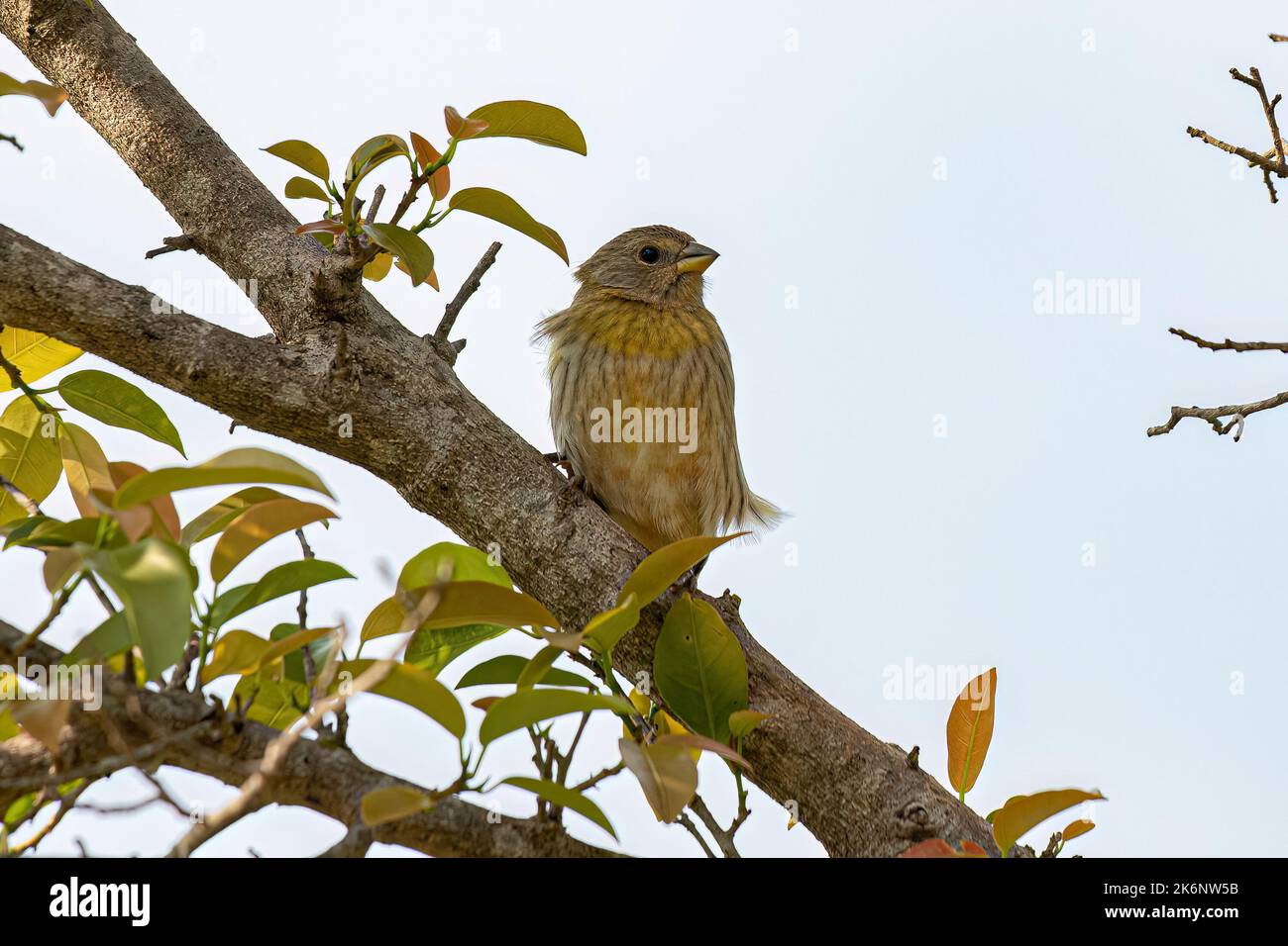 Female Saffron Finch Bird of the species Sicalis flaveola Stock Photo ...