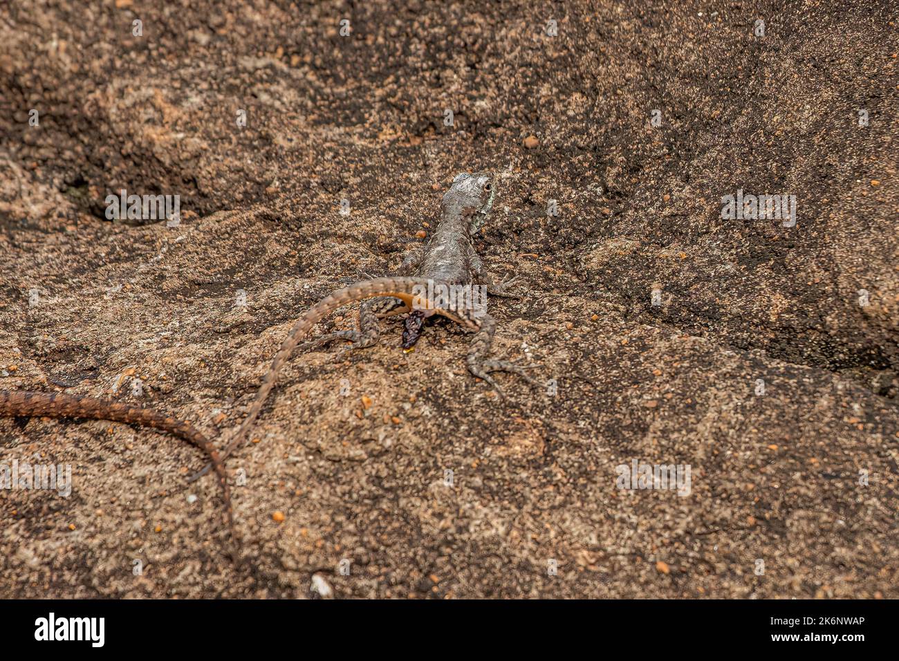 Small ground lizard of the genus Tropidurus defecating Stock Photo - Alamy