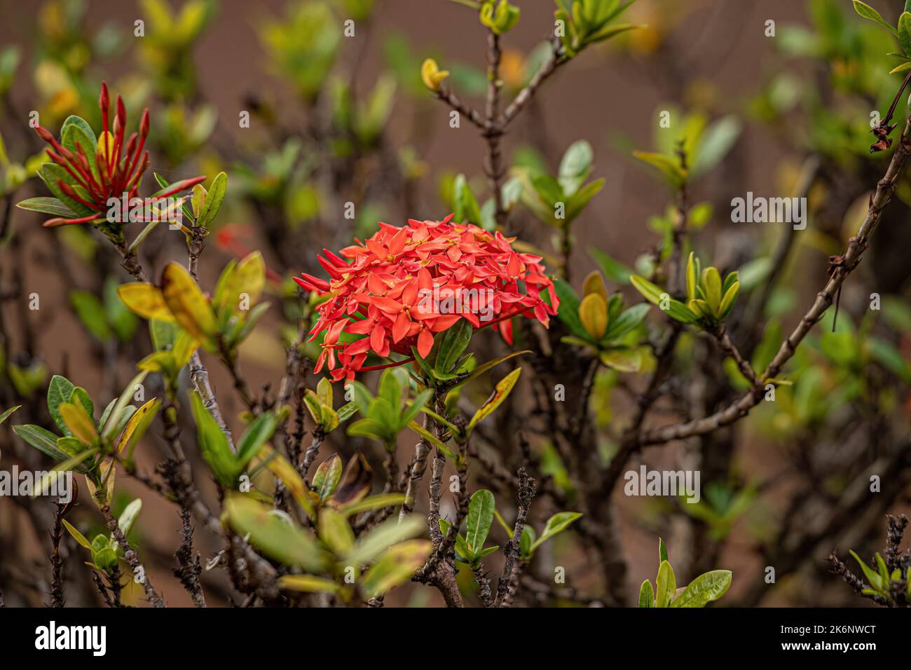 Jungle Flame Plant Flower of the species Ixora coccinea Stock Photo - Alamy