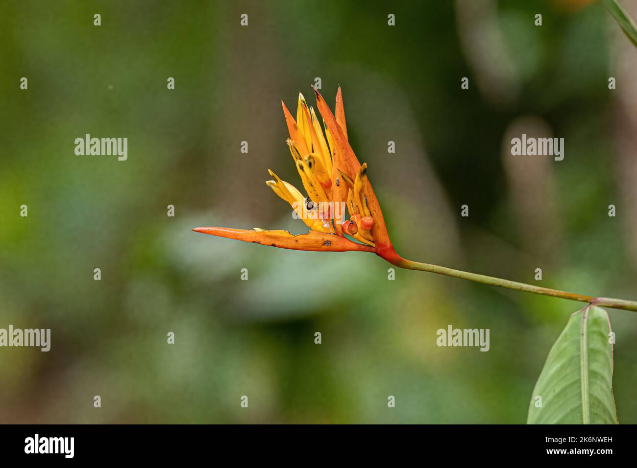 Angiosperm Plants That Contain Both Male And Female Flowers Are Called at Wilfred King blog