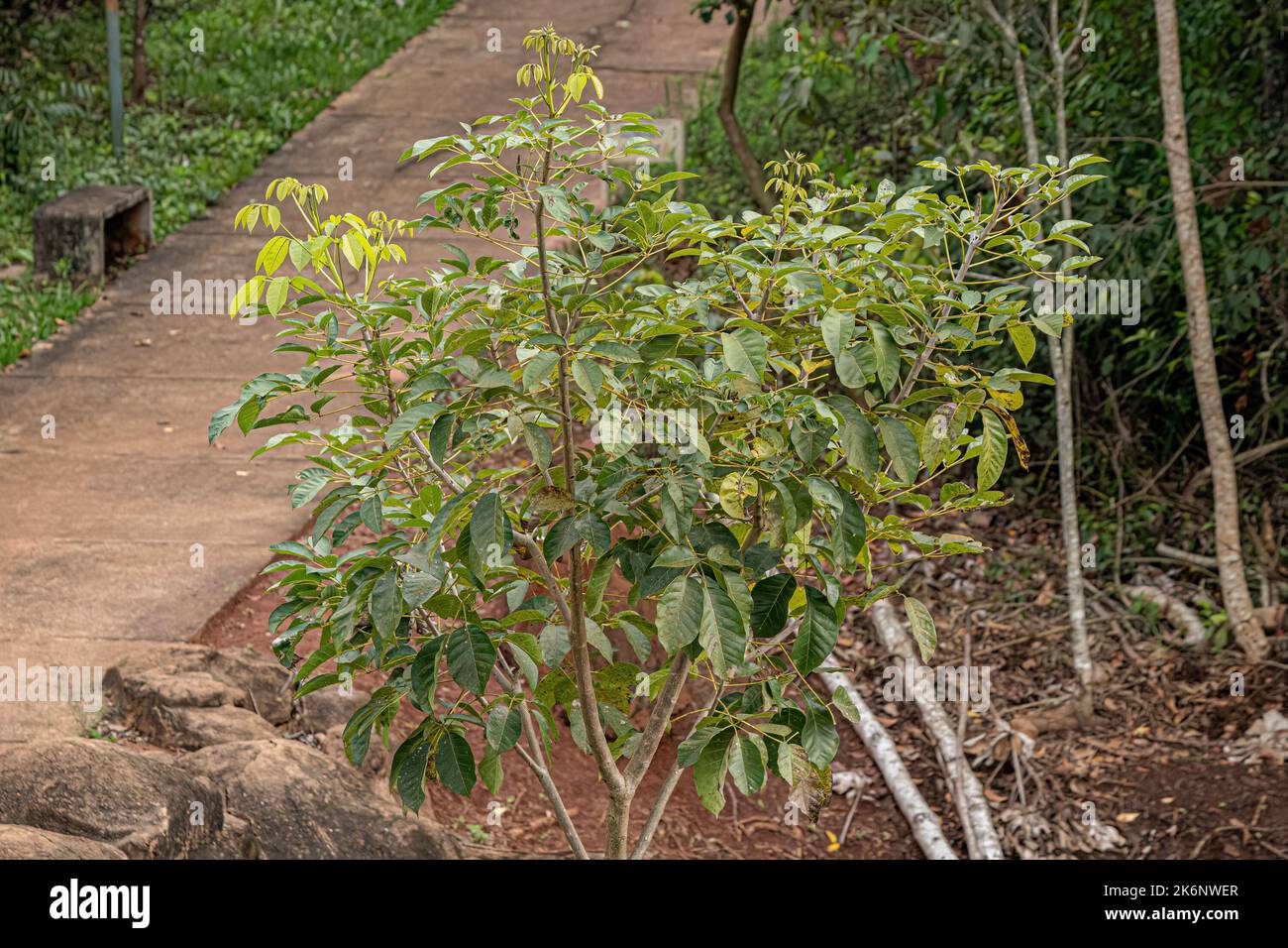 Pink Poui Tree of the species Tabebuia rosea Stock Photo - Alamy