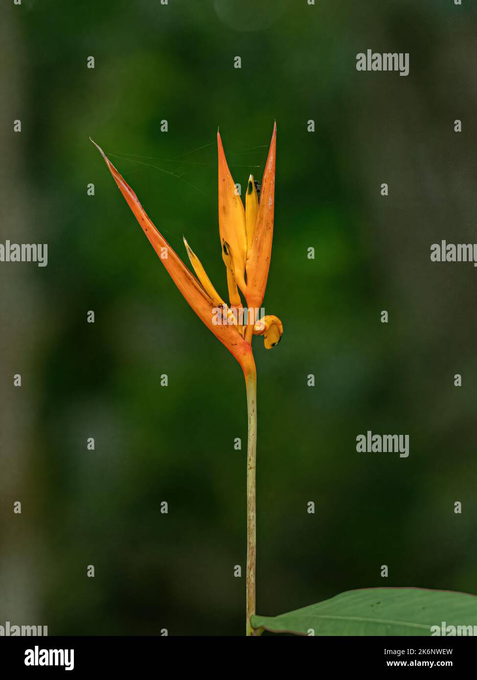 Flowering Angiosperm Plant of the species Heliconia hirsuta Stock Photo ...