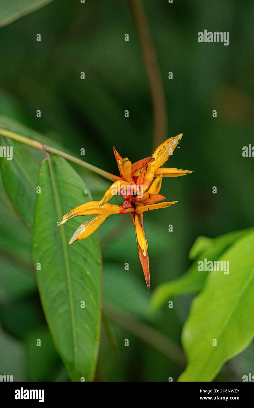 Flowering Angiosperm Plant of the species Heliconia hirsuta Stock Photo ...