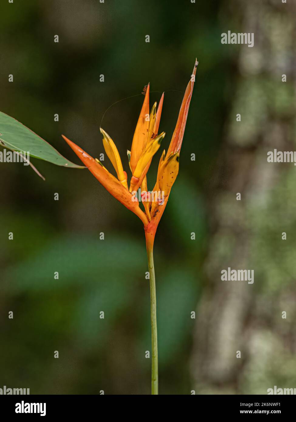 Angiosperm Plants That Contain Both Male And Female Flowers Are Called at Wilfred King blog