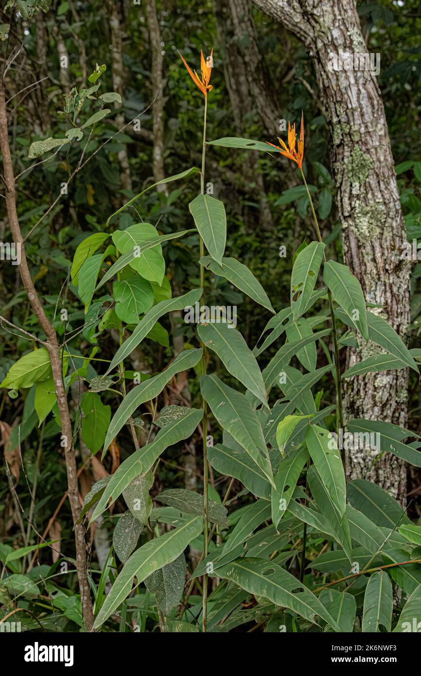 Angiosperm Plants That Contain Both Male And Female Flowers Are Called at Wilfred King blog