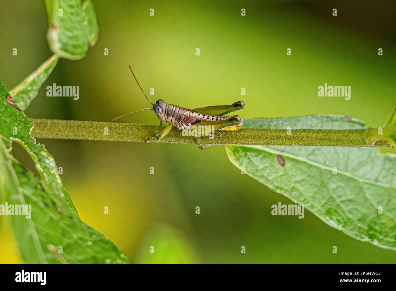Spur-throated Grasshopper Nymph of the Subfamily Melanoplinae Stock ...
