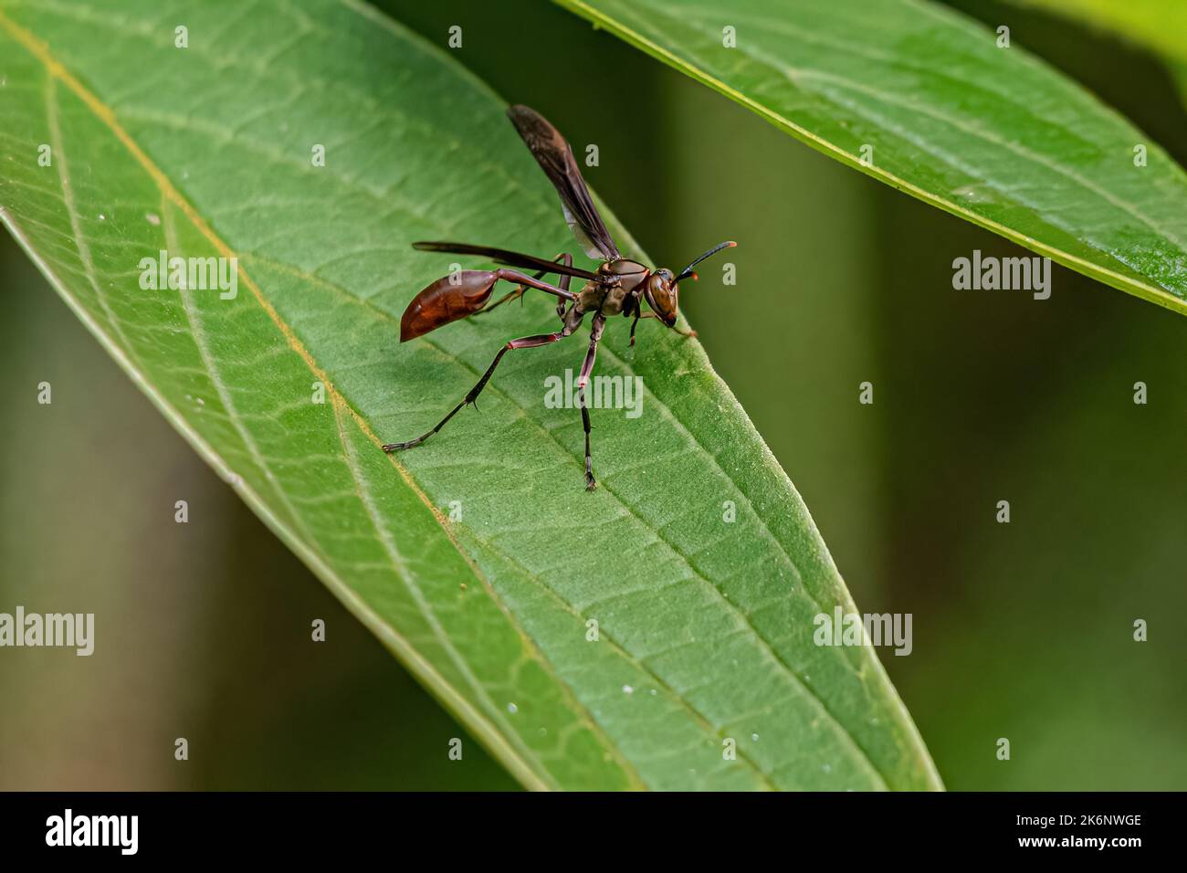 Adult Long-waisted Paper Wasp of the Genus Mischocyttarus Stock Photo ...