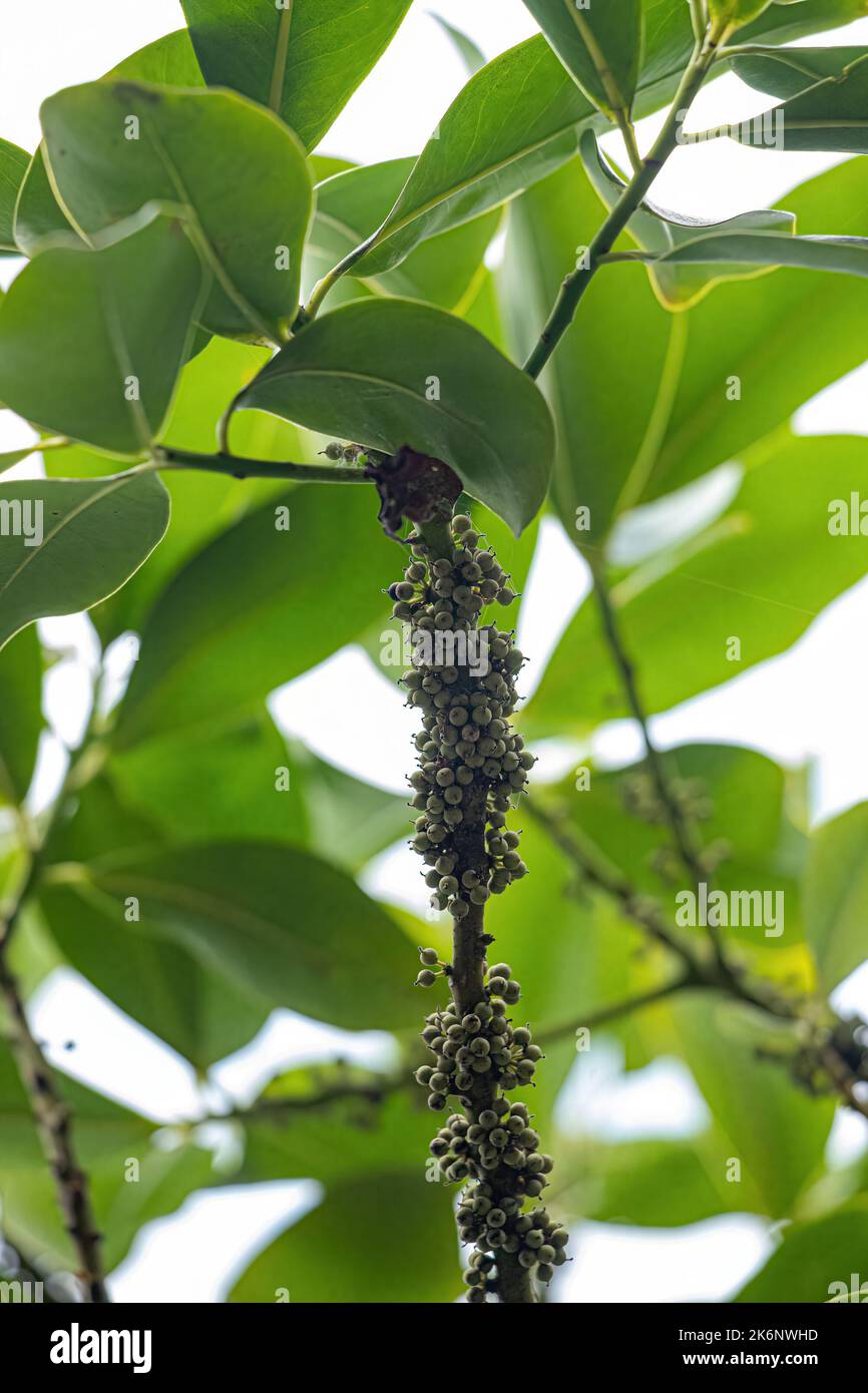 Colicwood Angiosperm Tree of the Genus Myrsine Stock Photo - Alamy