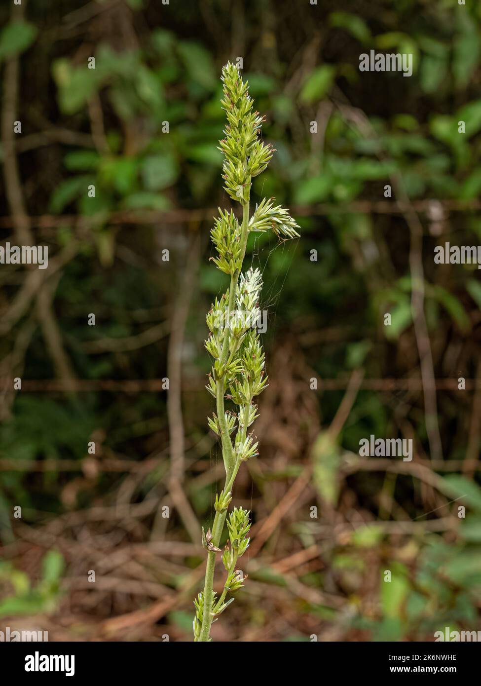 Small Flowering Plant of the Subphylum Angiospermae Stock Photo - Alamy
