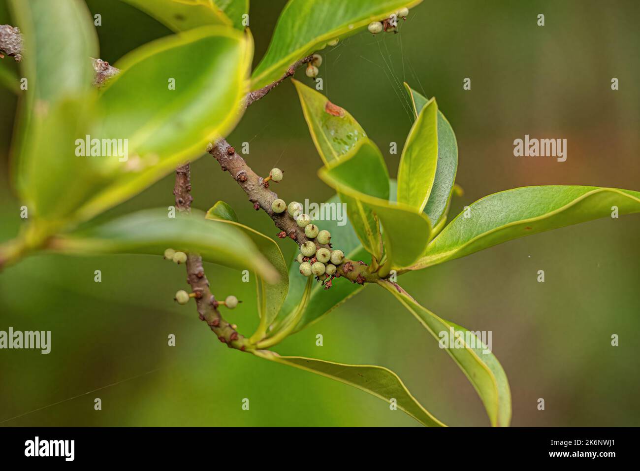 Colicwood Angiosperm Tree of the Genus Myrsine Stock Photo - Alamy