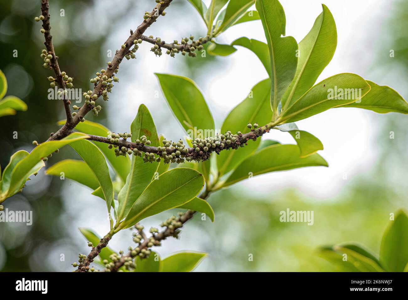 Colicwood Angiosperm Tree of the Genus Myrsine Stock Photo - Alamy