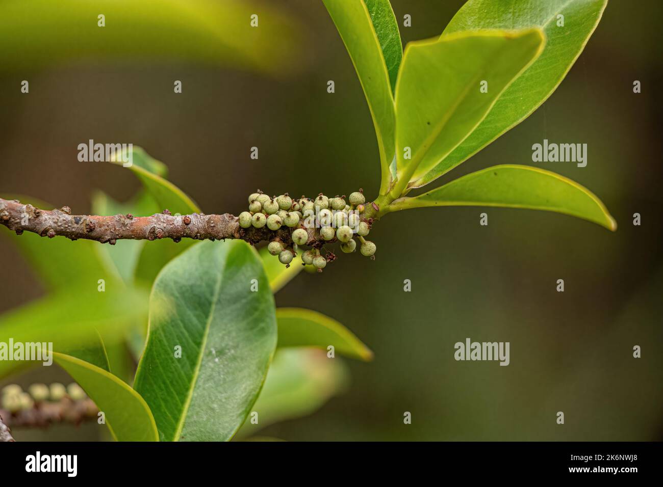 Colicwood Angiosperm Tree of the Genus Myrsine Stock Photo - Alamy
