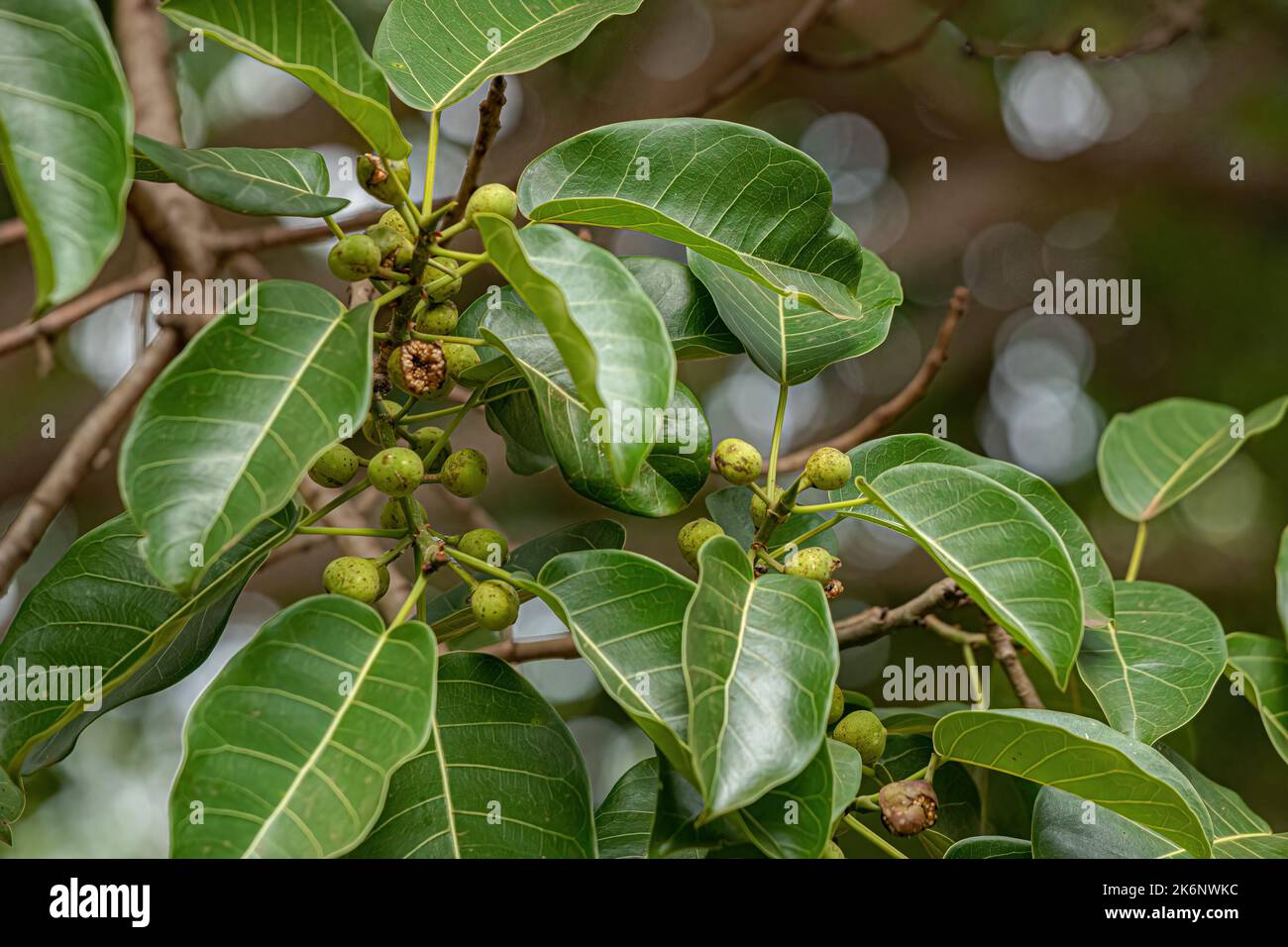 angiosperm fig tree of the genus ficus Stock Photo - Alamy