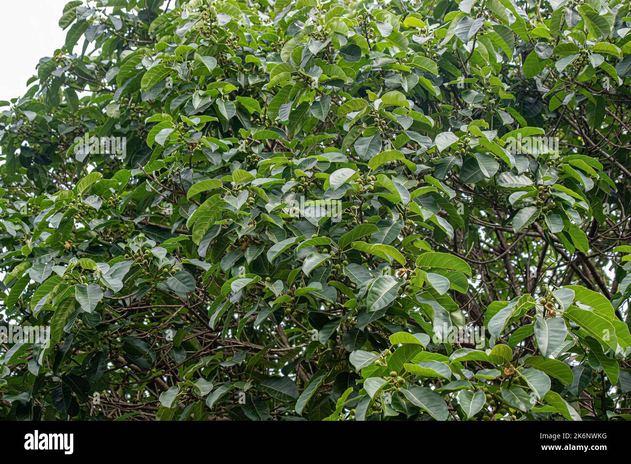 angiosperm fig tree of the genus ficus Stock Photo - Alamy