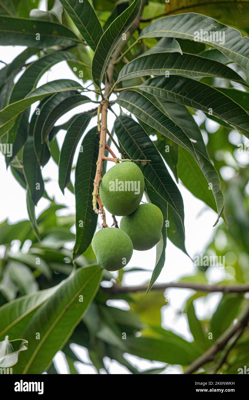 Mango tree of the species Mangifera indica with fruits Stock Photo - Alamy