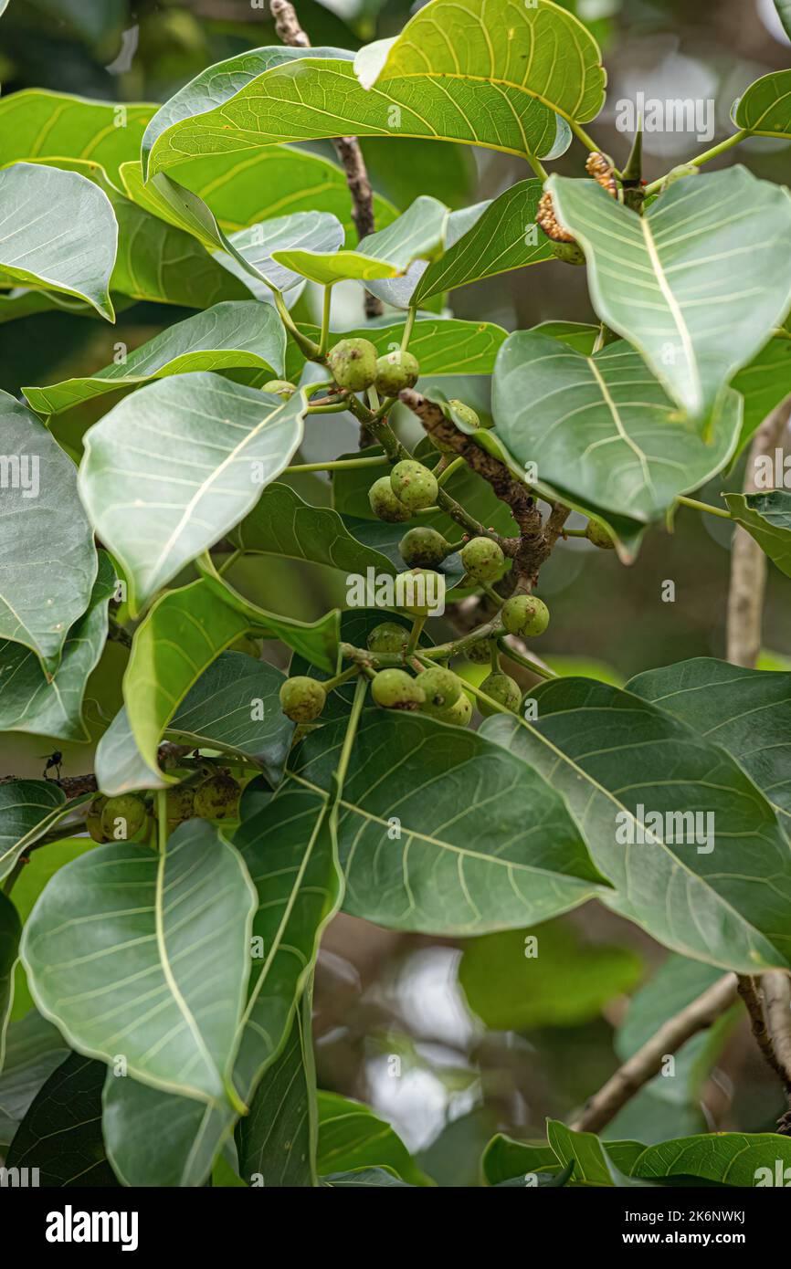 angiosperm fig tree of the genus ficus Stock Photo - Alamy