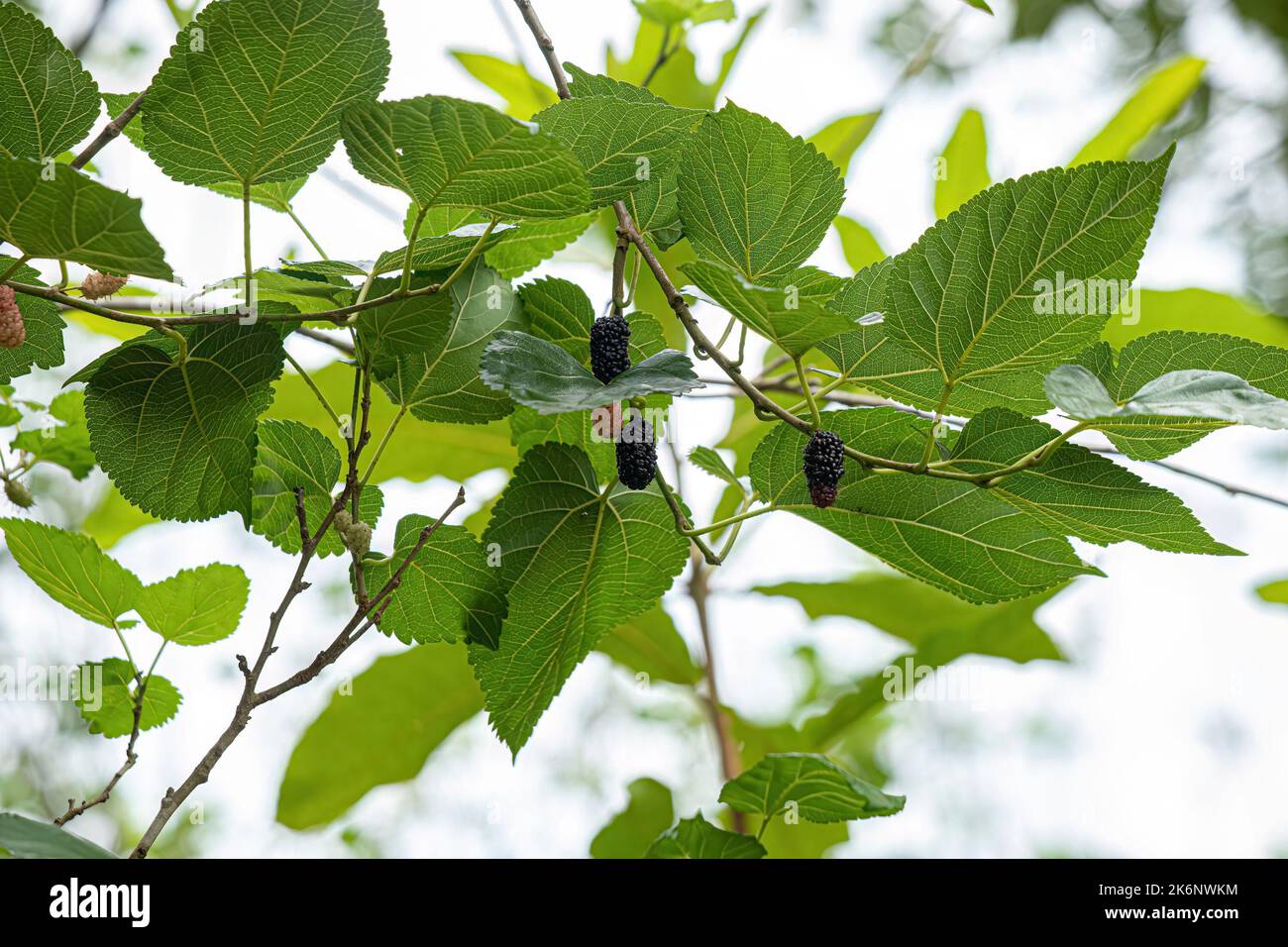 Morus mulberry small tree hi-res stock photography and images - Alamy