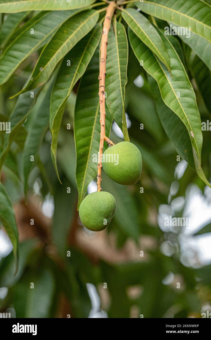 Mango tree of the species Mangifera indica with fruits Stock Photo - Alamy