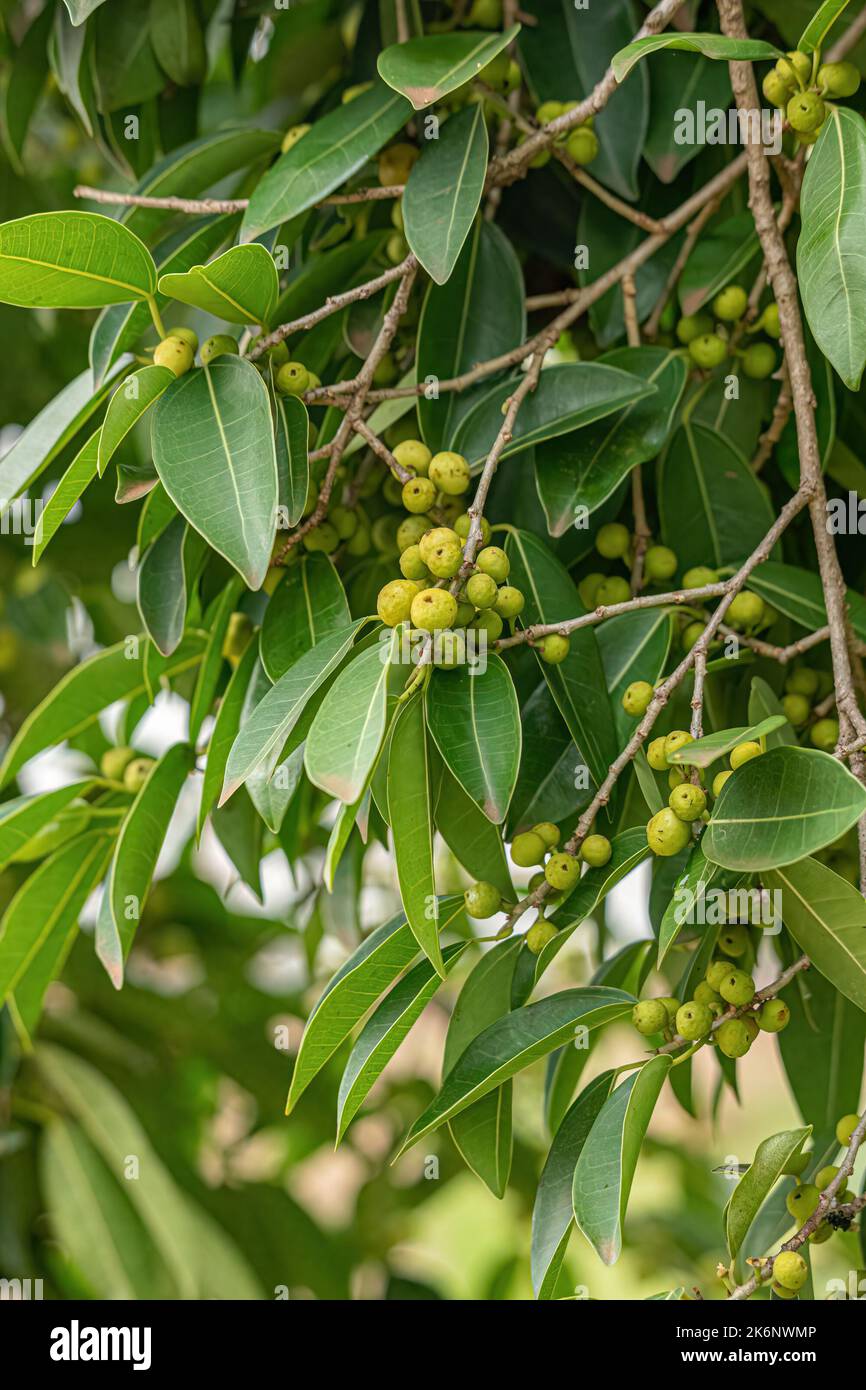 angiosperm fig tree of the genus ficus Stock Photo - Alamy