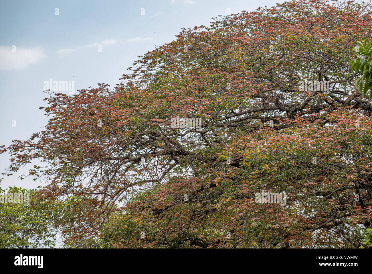 Flowering Tree Leaves of the Subphylum Angiospermae Stock Photo - Alamy