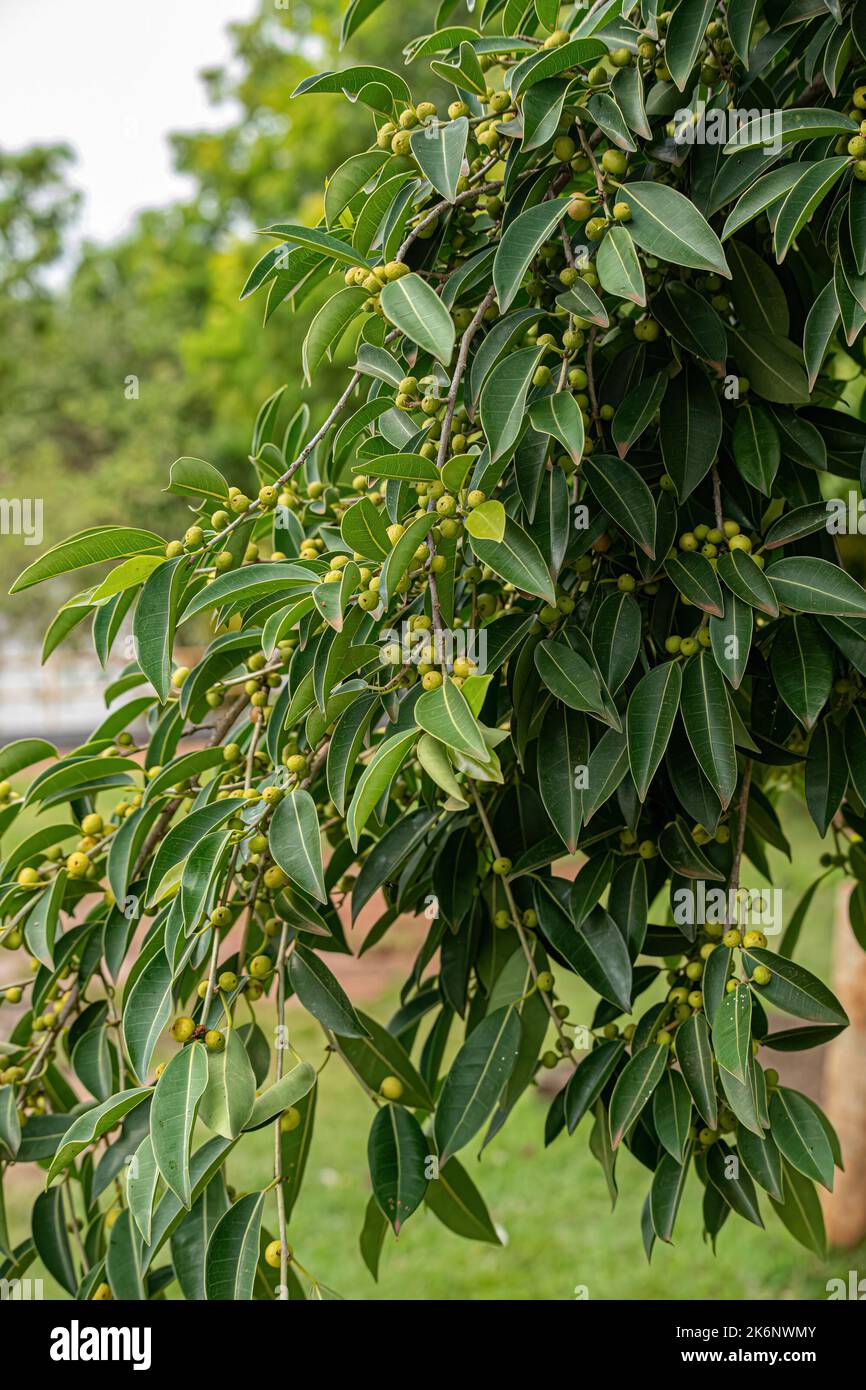 angiosperm fig tree of the genus ficus Stock Photo - Alamy