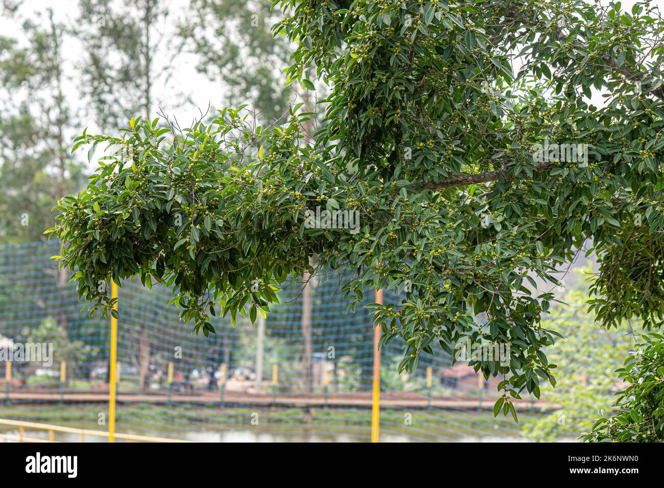 angiosperm fig tree of the genus ficus Stock Photo - Alamy