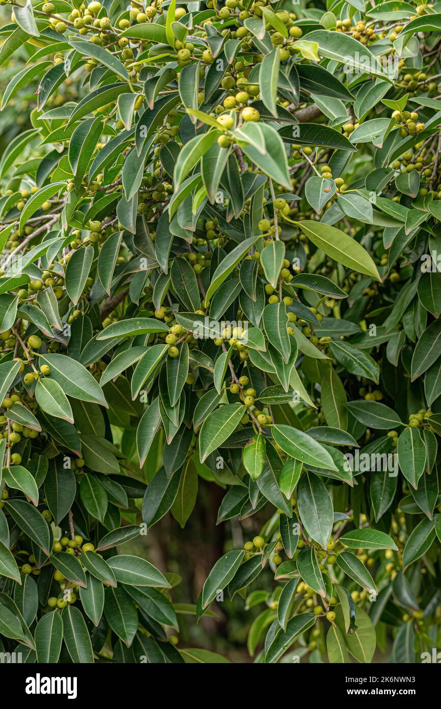 angiosperm fig tree of the genus ficus Stock Photo - Alamy