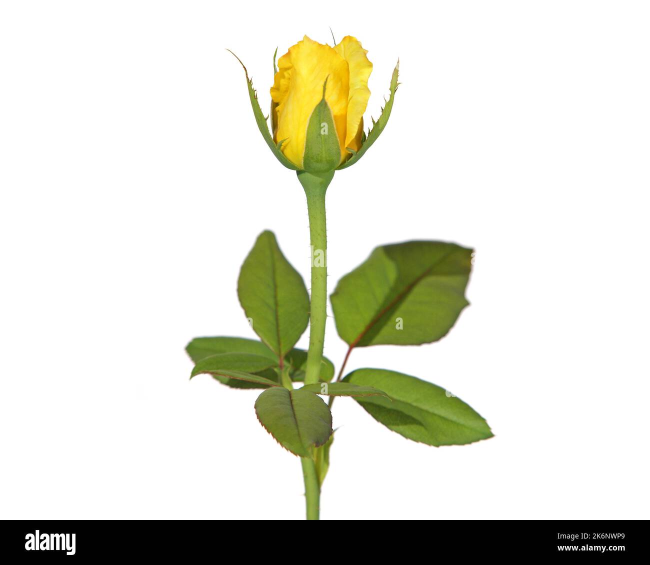 Spring rosebud Cut Out Stock Images & Pictures - Alamy