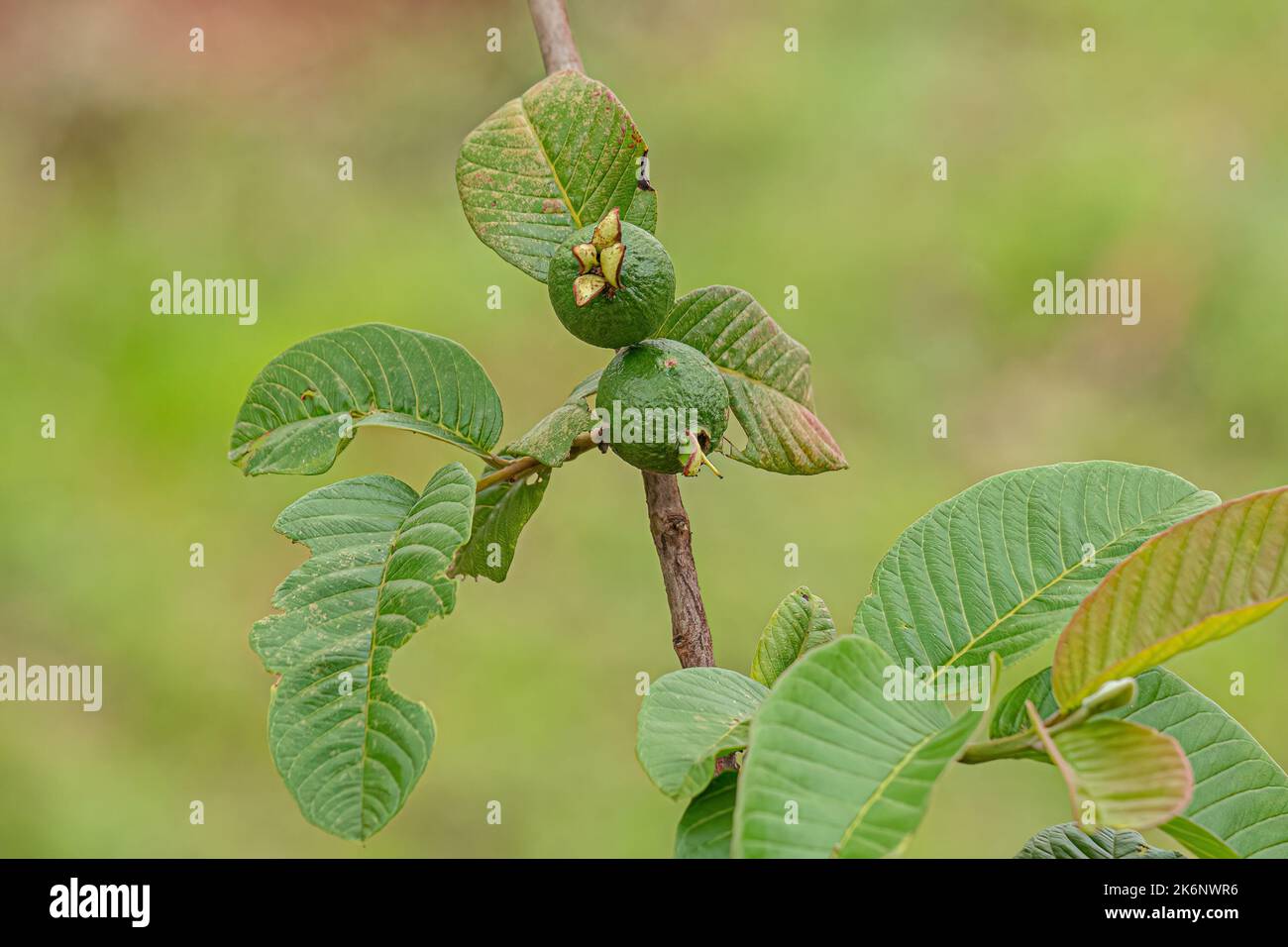 Guavas flower hi-res stock photography and images - Alamy