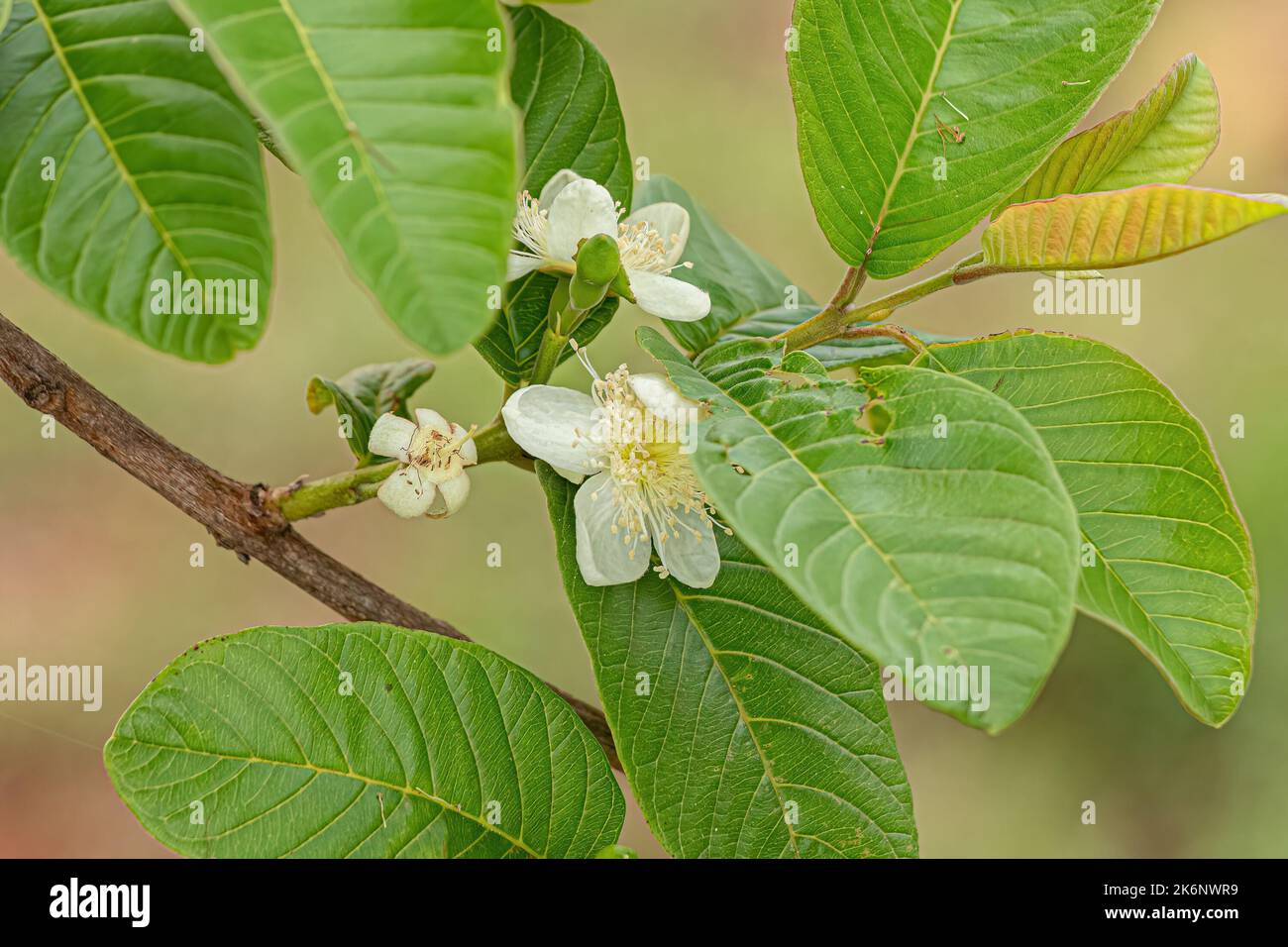 Small Guavas Flower of the Genus Psidium Stock Photo - Alamy