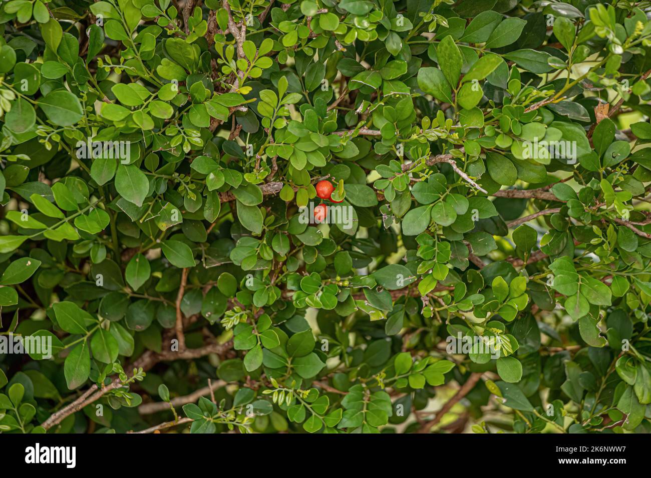 Orange Jasmine Plant of the species Murraya paniculata Stock Photo - Alamy