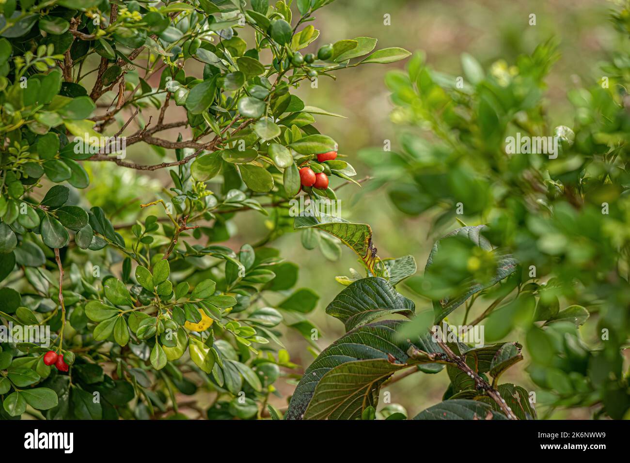 Orange Jasmine Plant of the species Murraya paniculata Stock Photo - Alamy