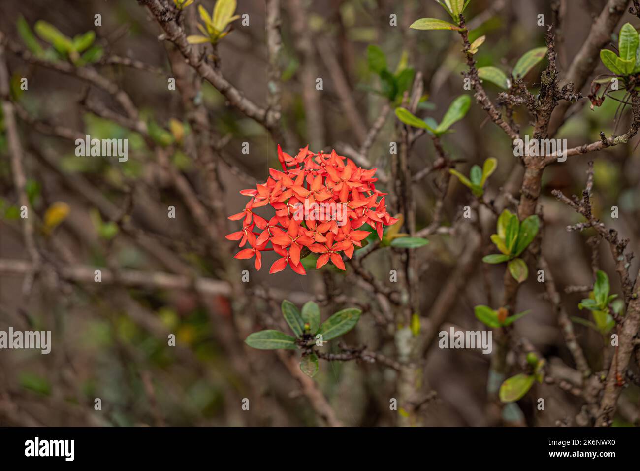 Jungle Flame Plant Flower of the species Ixora coccinea Stock Photo - Alamy