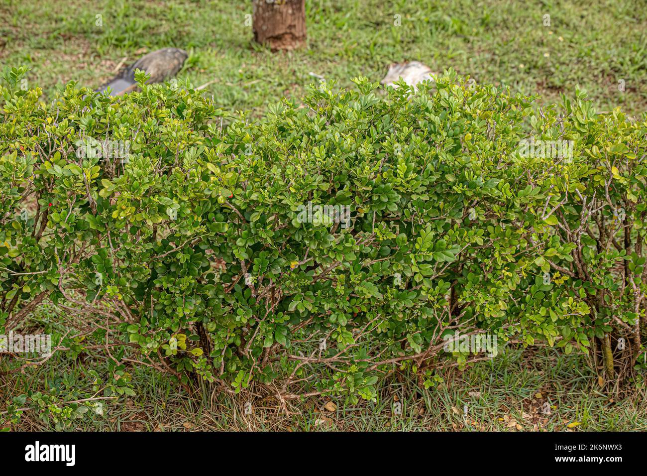 Orange Jasmine Plant of the species Murraya paniculata Stock Photo - Alamy