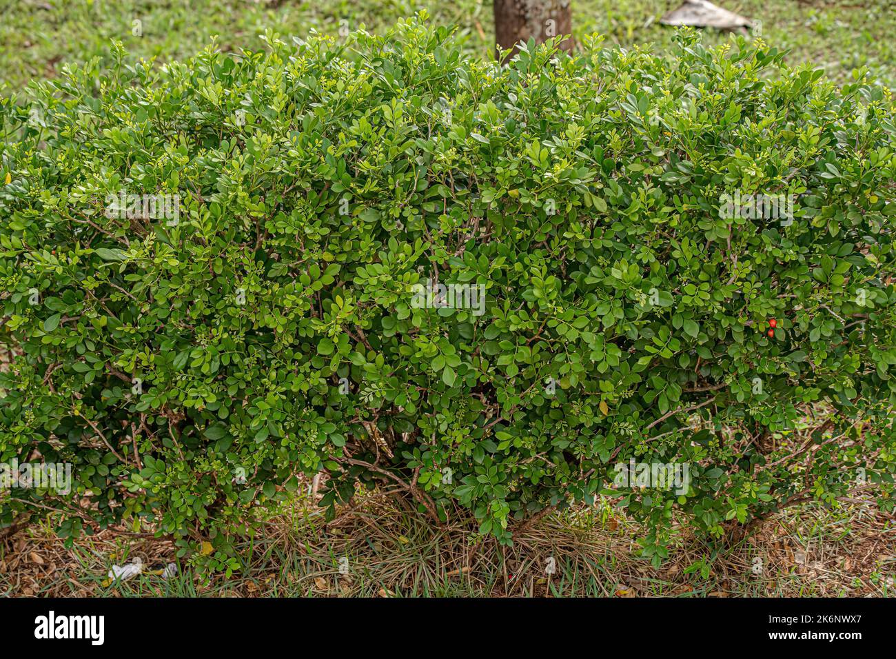Orange Jasmine Plant of the species Murraya paniculata Stock Photo - Alamy
