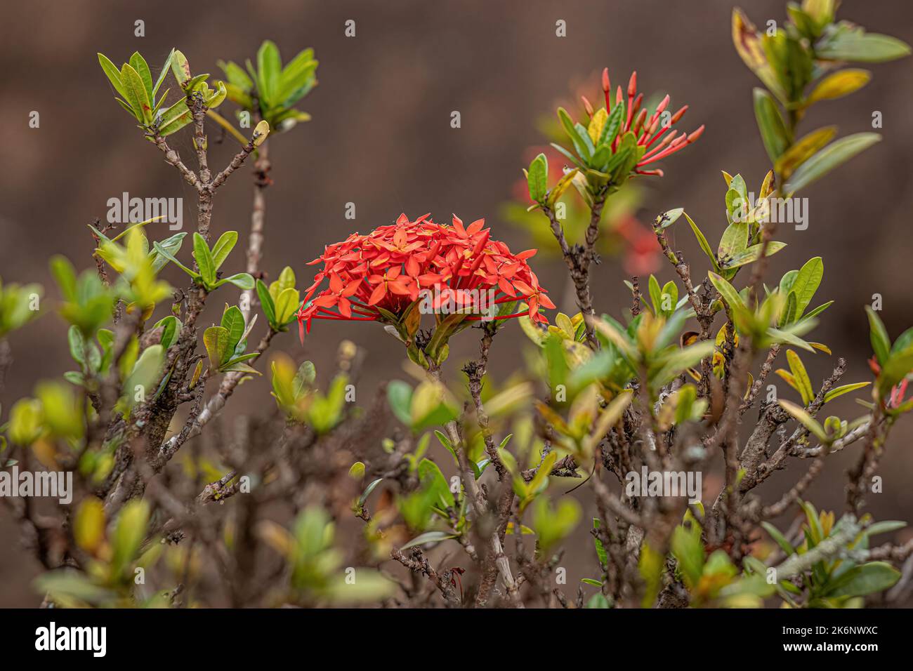 Jungle Flame Plant Flower of the species Ixora coccinea Stock Photo - Alamy