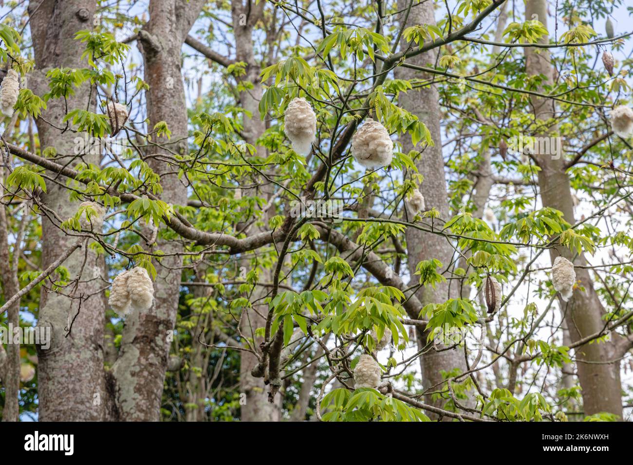 Branches with hanging fibers of dehisced fruit of Cotton tree or Kapok ...